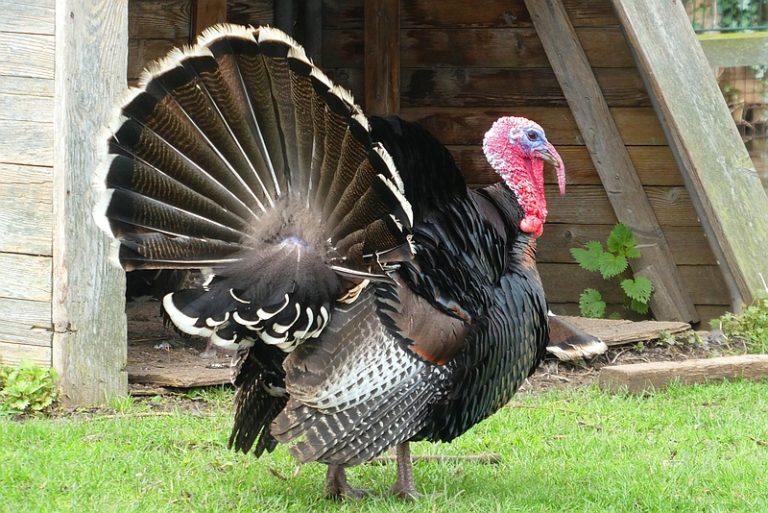 Bronze Turkey - Breed Profile - Backyard Poultry